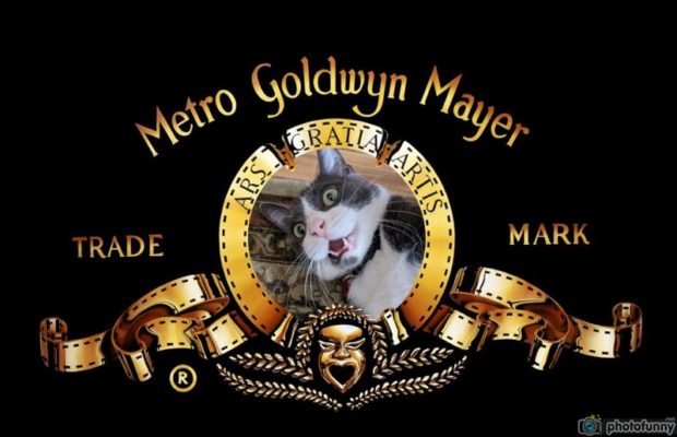 Leo (or Slats, or Jackie, or Telly . . .) the MGM Lion - Stephanie ...